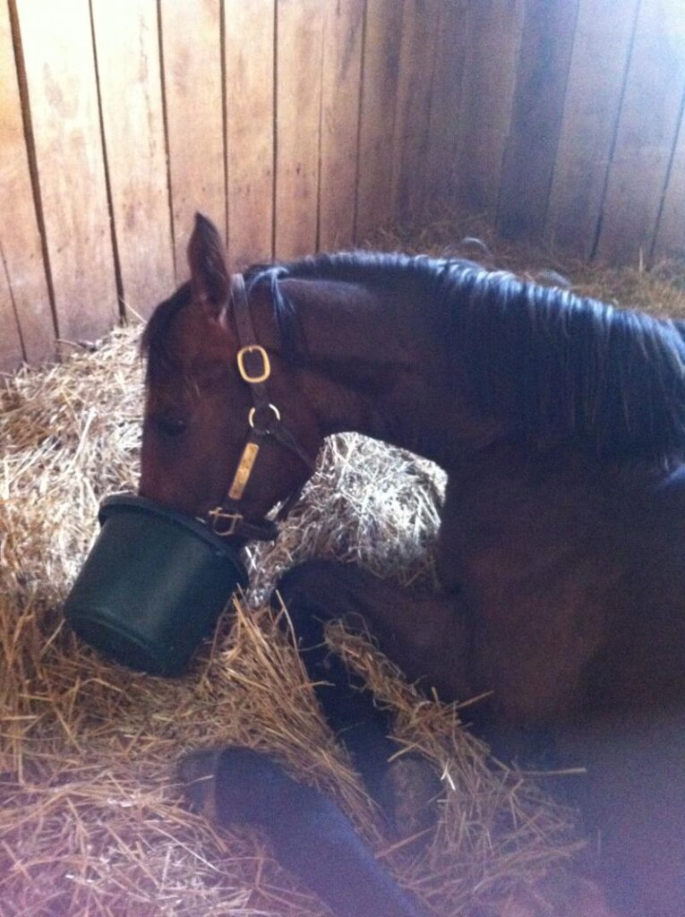 Tales from the Crib: Exaggerator | News | Kentucky Derby
