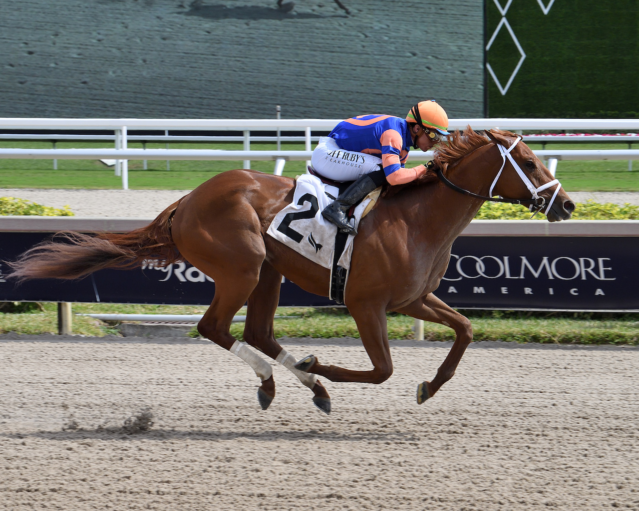 Study Guide: 2024 Blue Grass Stakes | News | Kentucky Derby