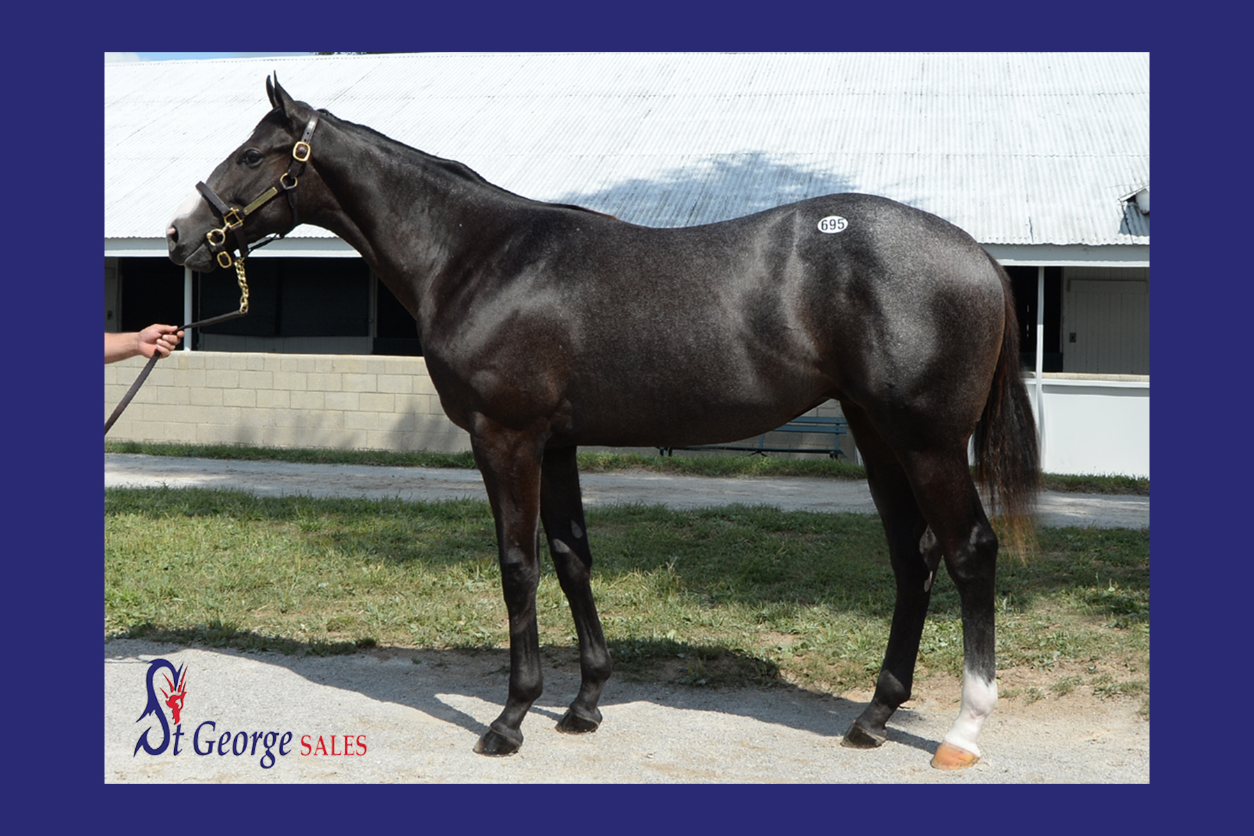 Tales from the Crib: Battalion Runner | News | Kentucky Derby