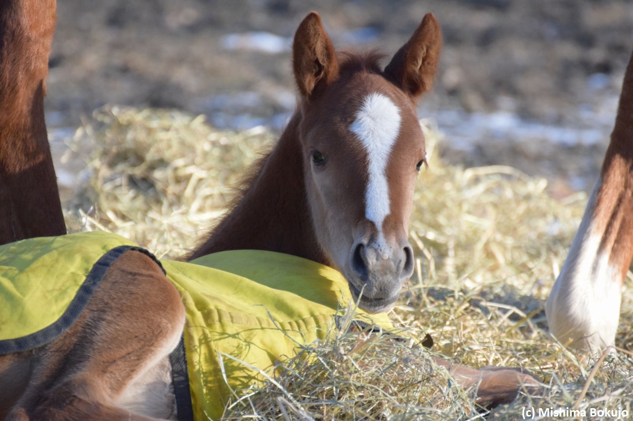 Tales from the Crib: Master Fencer | News | Kentucky Derby