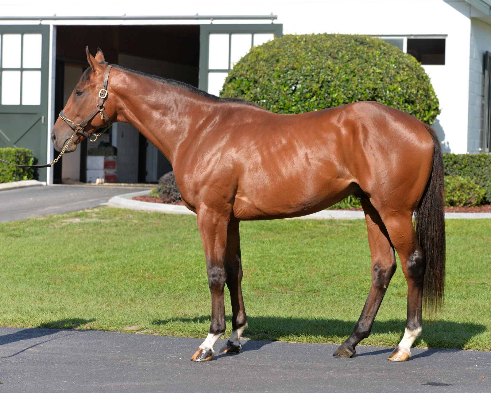 Tales from the Crib: Patch | News | Kentucky Derby