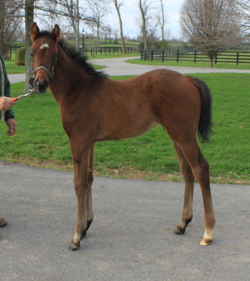 Tales from the Crib: Quip | News | Kentucky Derby
