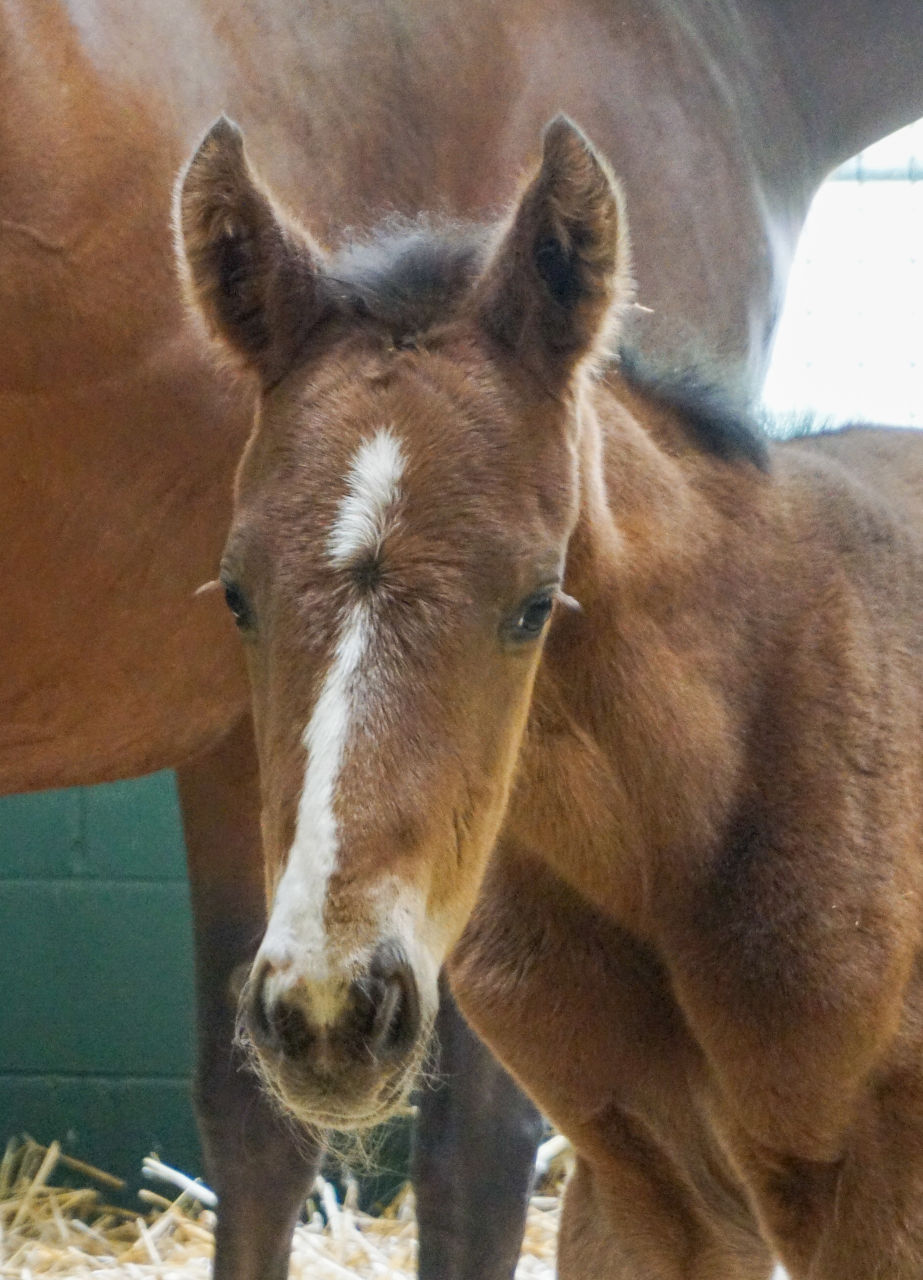 Tales from the Crib: Dornoch | News | Kentucky Derby