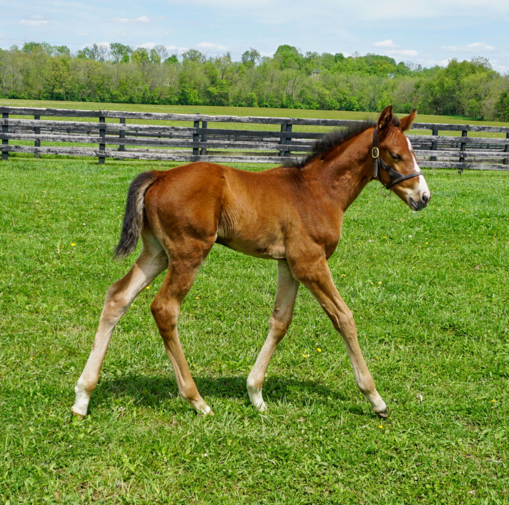 Tales from the Crib: Dornoch | News | Kentucky Derby