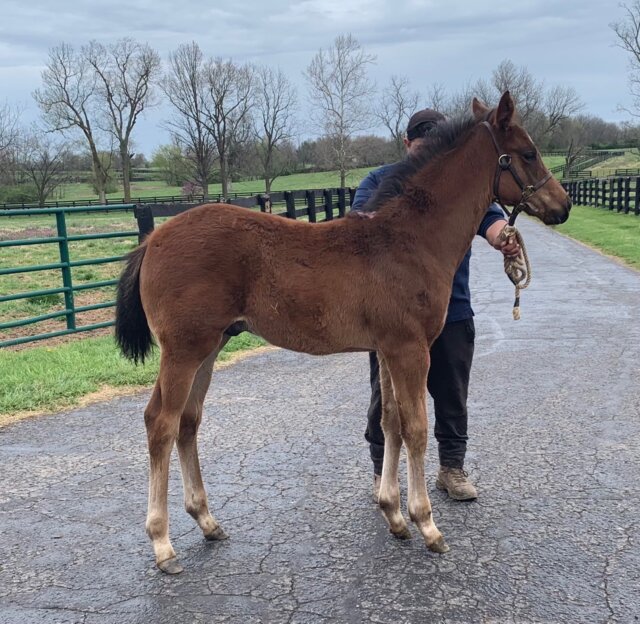 Tales from the Crib: Stronghold | News | Kentucky Derby