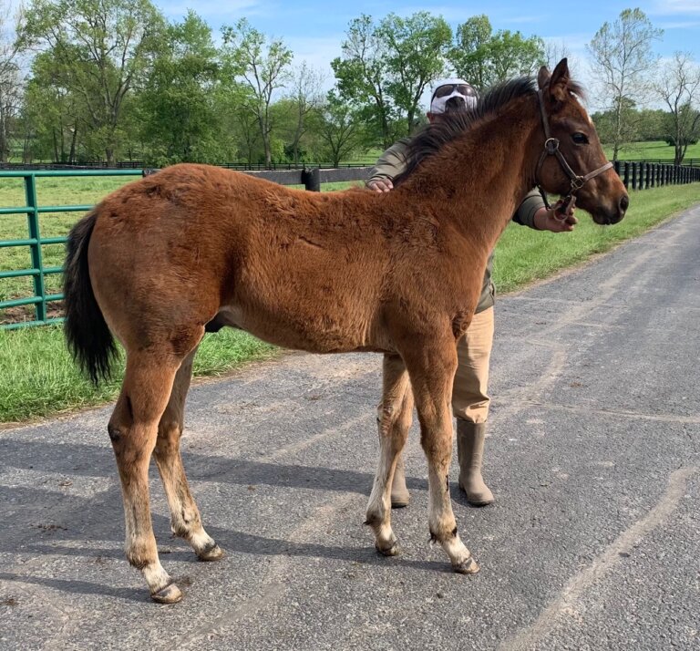 Tales from the Crib: Stronghold | News | Kentucky Derby