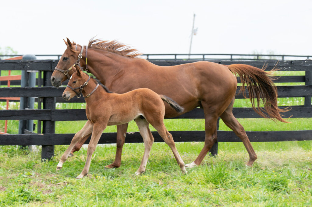 Tales from the Crib: Citizen Bull | News | Kentucky Derby