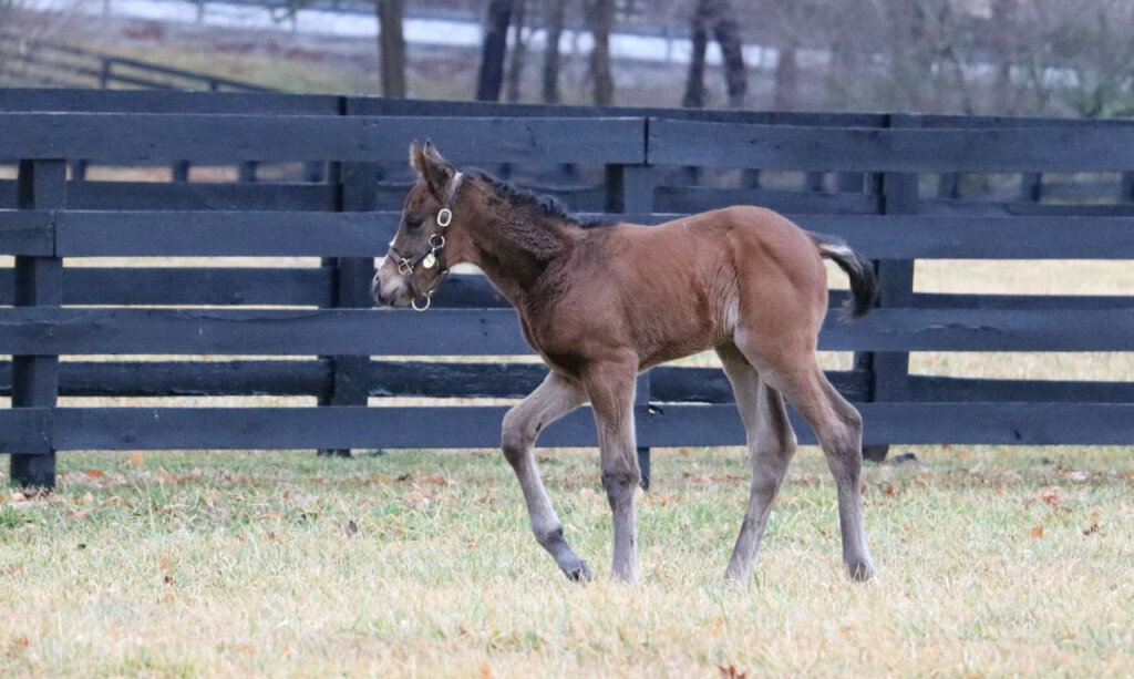 Tales from the Crib: Sovereignty | News | Kentucky Derby