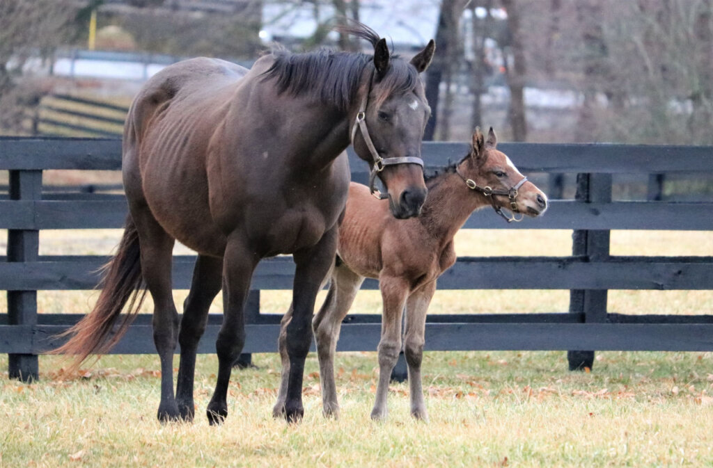 Tales from the Crib: Sovereignty | News | Kentucky Derby