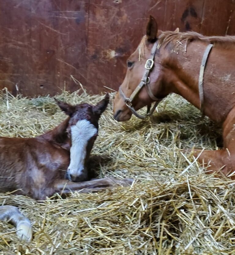 Tales from the Crib: Sandman | News | Kentucky Derby