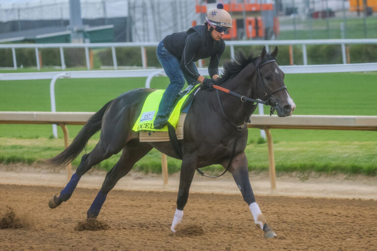 Ocelli | Horses | Kentucky Derby Profile