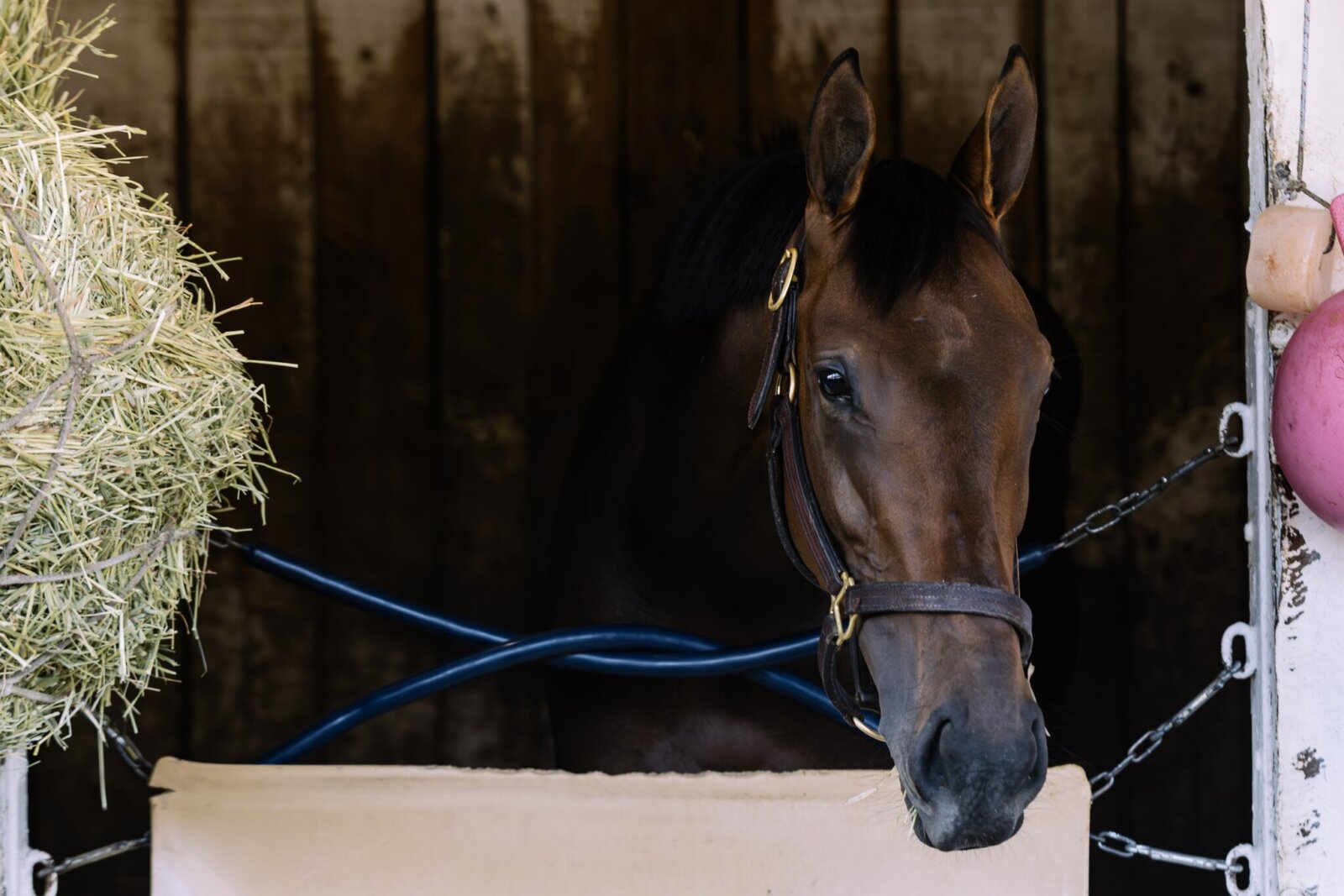 Nycon | Horses | Kentucky Derby Odds